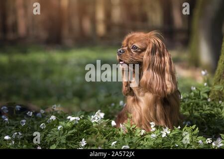 Cavalier King Charles Spaniel in summer Stock Photo - Alamy