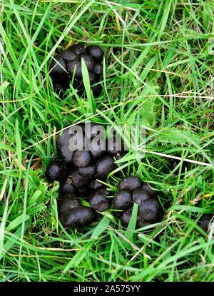 Roe Deer droppings Stock Photo - Alamy