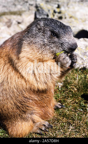 An almost tame alpine marmotte (Marmota marmota) eating a piece of ...