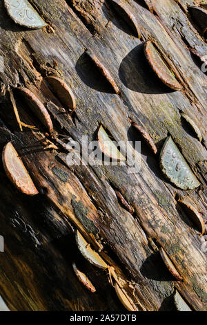 Tree Bark at Tarn Hows, Lake District 2020 Stock Photo - Alamy