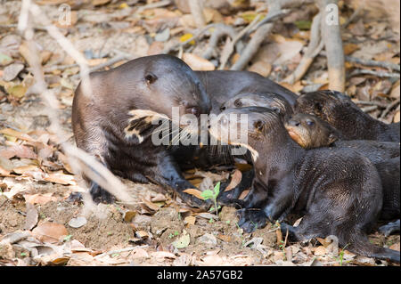 Three giant otter (Pteronura brasiliensis) resting on the shore ...