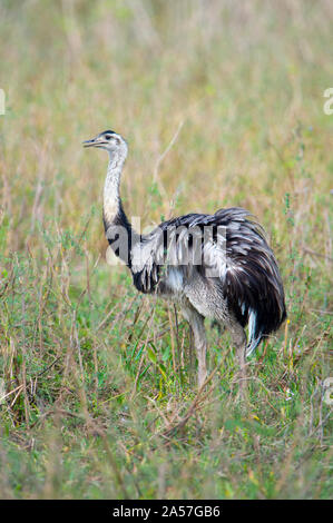 Greater Rhea, Rhea americana, Pantanal,Brazil Stock Photo - Alamy