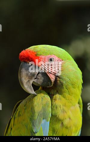 Great green macaw (Ara ambigua), animal portrait, captive, Hesse ...