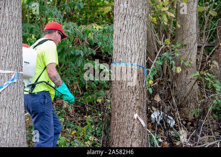 ARBORIST SPRAYING SYSTEMIC INSECTICIDE DINOTEFURAN BARK SPRAY TREATMENT ...