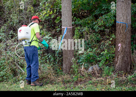 ARBORIST SPRAYING SYSTEMIC INSECTICIDE DINOTEFURAN BARK SPRAY TREATMENT ...