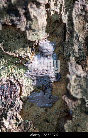 Spotted Lanternfly Egg Mass - Lycorma delicatula Stock Photo - Alamy