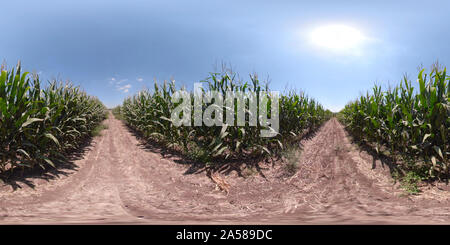 360° view of Rows of corn plants with cobs in cornfield. 360 photo vr ...