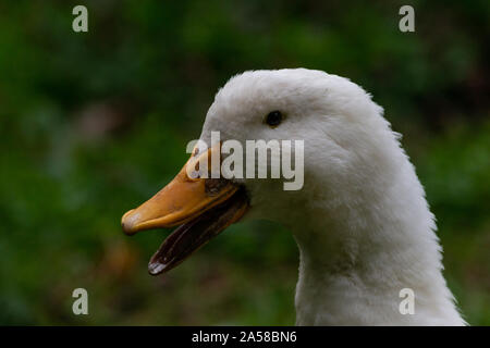 White duck with open yellow beak sitting on grass Stock Photo - Alamy