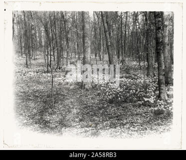 Unidentified garden or park, possibly ''Ronaele Manor,'' Fitz Eugene ...