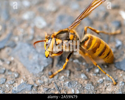 A Japanese yellow hornet, Vespa simillima xanthoptera, rests beside a ...