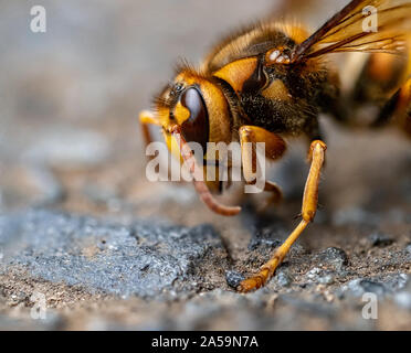 A Japanese yellow hornet, Vespa simillima xanthoptera, rests beside a ...