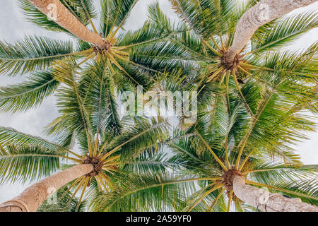 Looking up at coconut palm trees, black and white summer holiday ...