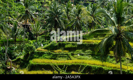 Tourists hiking through Tegallalang rice terraces in Bali Stock Photo ...