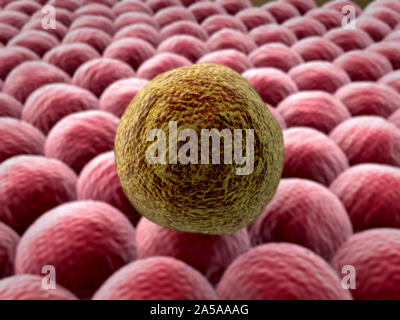 multiplication of cells, Microscopic image of cells, division of cancer ...