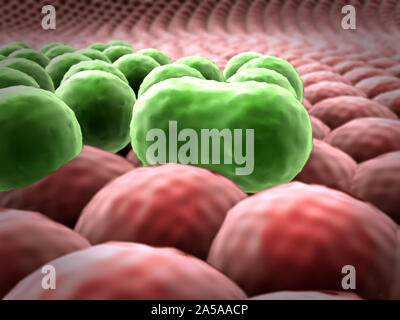 multiplication of cells, Microscopic image of cells, division of cancer ...