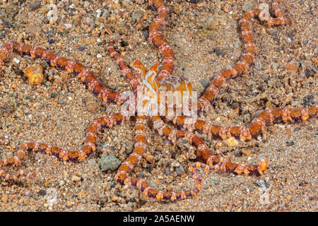 Mimic Octopus (Thaumoctopus mimicus), Mimic Octopus, mimic octopus ...