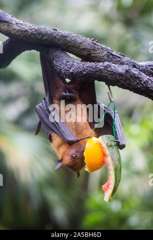 Giant Fruit Bat Eating Watermelon Stock Photo - Alamy