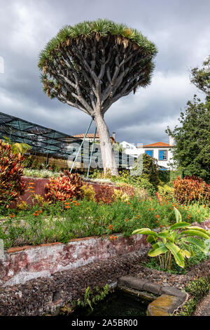 Dragon tree, dracaena draco. Madeira Stock Photo - Alamy