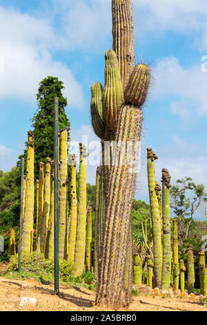 Cactus garden in Costa Teguise, Lanzarote, Canary Islands, Spain Stock ...