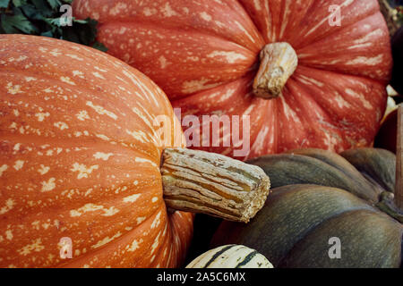 Various types of pumpkin (Cucurbita Stock Photo - Alamy