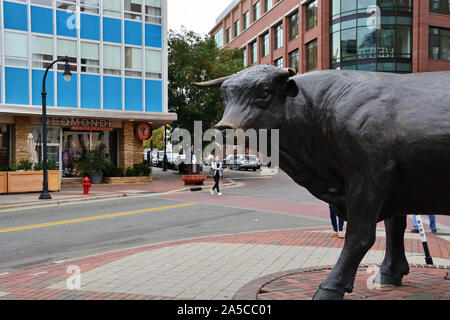 The bronze bull sculpture known as Major is located downtown and a ...