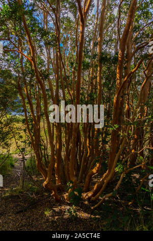 Arrayán trees in the Luma apiculata forest, Quetrihué Peninsula, Los ...