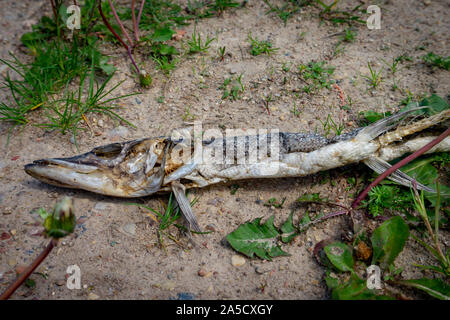 Dead and decaying fish from fishing boats and rubbish on seabed, Ambon ...