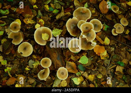 Butter cap fungi Collybia butyracea growing in leaf litter Stock Photo ...