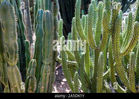Bevans Black Opal & Cactus Nursery - Lightning Ridge, New South Wales ...