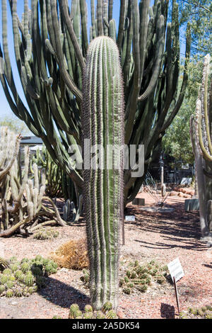Bevans Black Opal & Cactus Nursery - Lightning Ridge, New South Wales ...