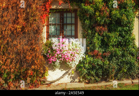 Building wall and window beautifully overgrown with creepers, autumn ...