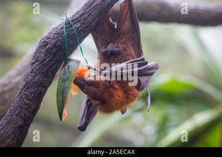 Giant Fruit Bat Eating Watermelon Stock Photo - Alamy