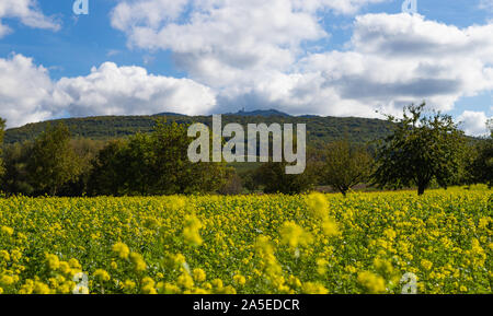 Beautiful mustard field in germany near the black forest Stock Photo ...