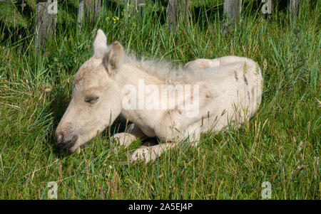 Cute newborn colt lying in grass on a spring day. Mother's head in the ...