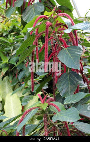 A Chenille, or Red Hot Cattail plant growing amongst the green leaves ...