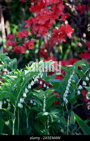 polygonatum biflorum,white flowers,red azalea, mix,mixed,contrast ...