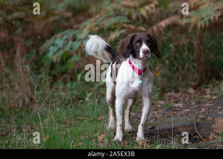 English Springer Spaniel muddy puddles Stock Photo - Alamy