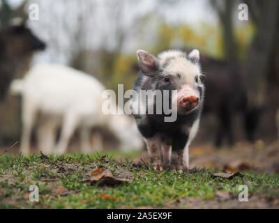 Little pigs dig the ground. Funny pigs close up Stock Photo - Alamy
