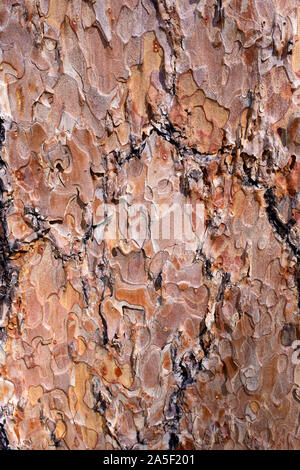 Detail of Ponderosa Pine Tree bark and roots, Gateway Mesa Open Space ...