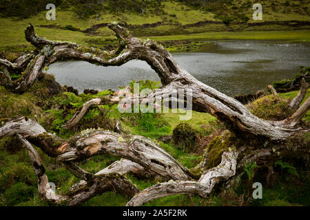 Azores Juniper trunk at Paúl lagoon. Pico, Azores, Portugal Stock Photo ...