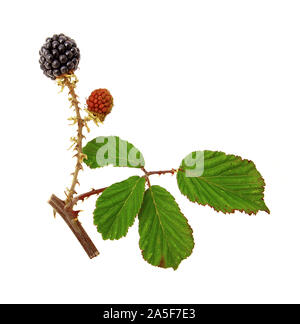 Branch with blackberries and green leaves isolated on white background ...