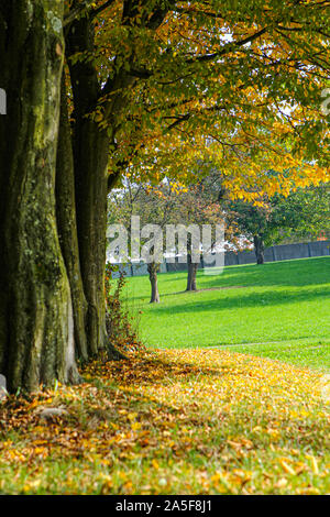Colorfull autum leaves in orange, red, green fall colors Stock Photo ...