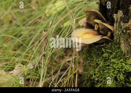 Lumpy bracket fungus grows on tree trunks Stock Photo - Alamy