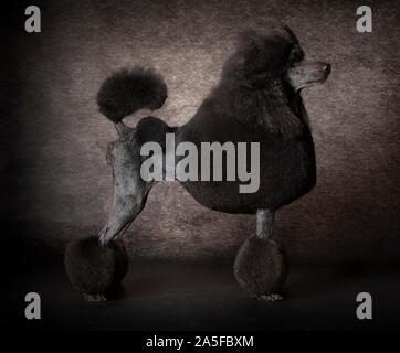 black Giant Poodle Stock Photo - Alamy
