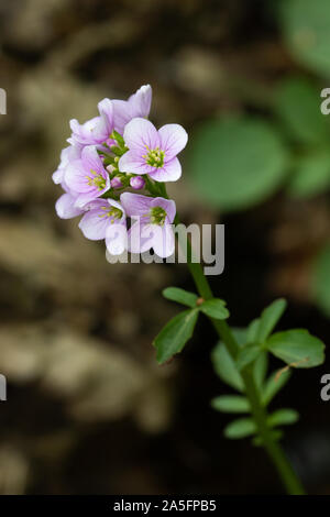 Greater cuckooflower (Cardamine raphanifolia), Brassicaceae Stock Photo ...