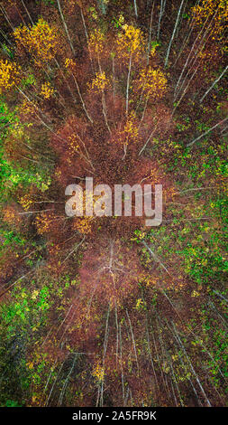 top trees September season aerial view wood land background Stock Photo ...