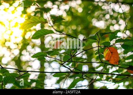 Beautiful autumnal discolored leaves on branches in the morning ...