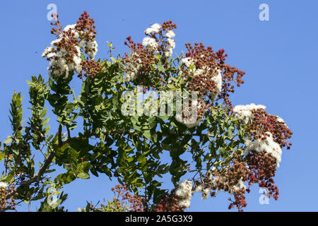 native Australian dwarf gum tree eucalyptus plant outdoor in sunny ...
