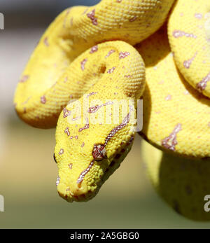 Juvenile green tree python (Morelia viridis), Lakekamu, Papua New ...