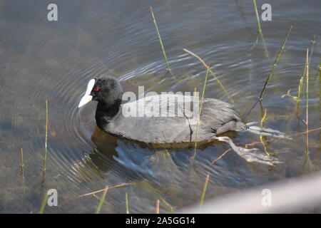 Australasian Coot (Fulica atra australis) Aves Stock Photo - Alamy